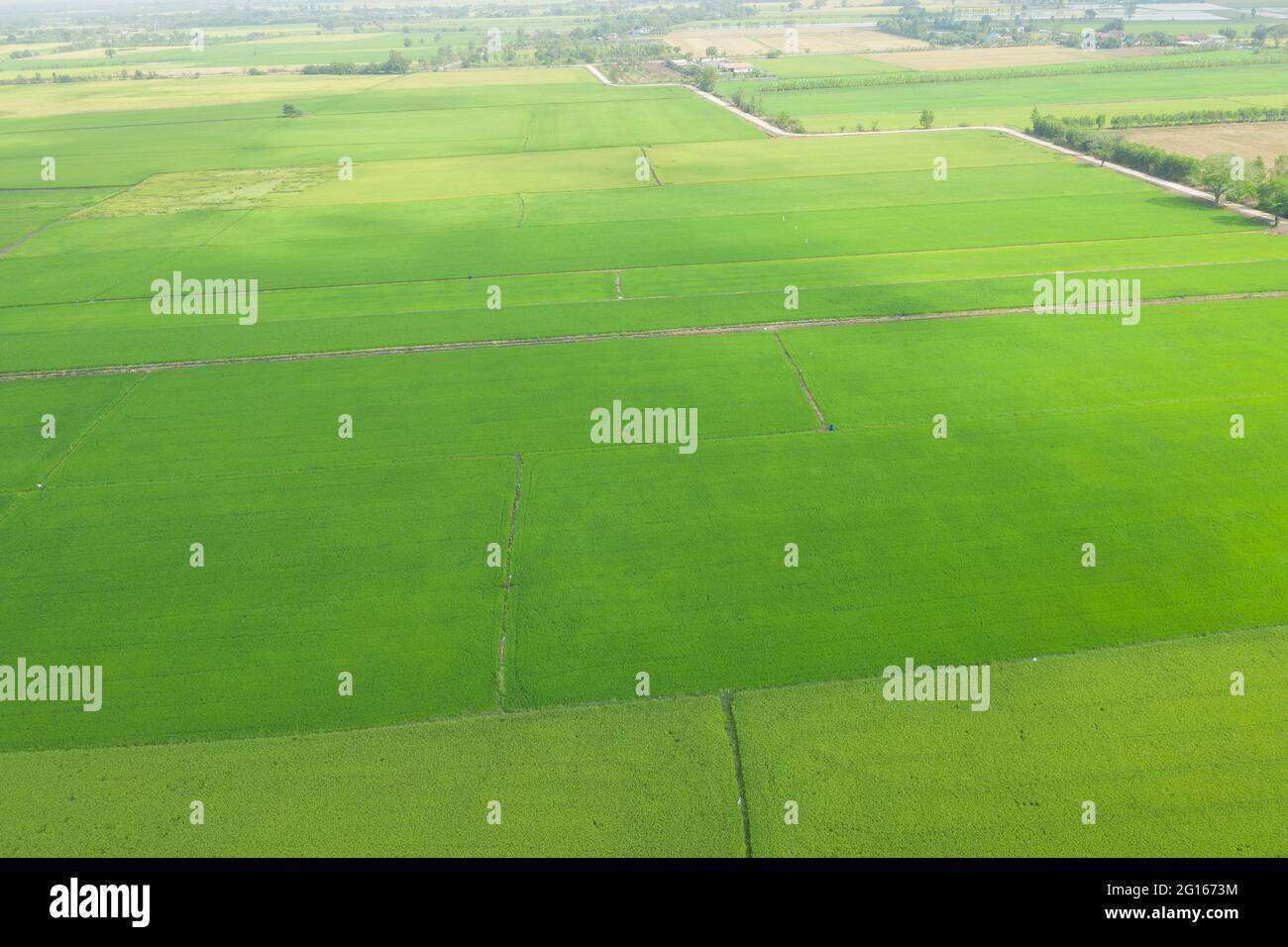 Field rice with landscape green pattern nature background Stock Photo ...
