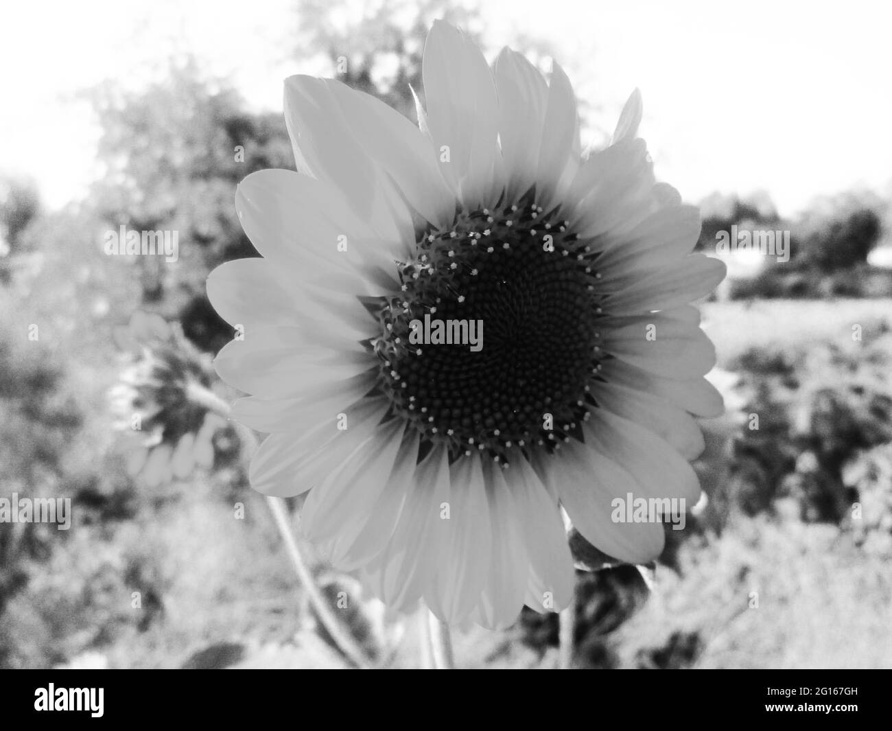 Autumn leaf on blurred Black and White Stock Photos & Images - Alamy