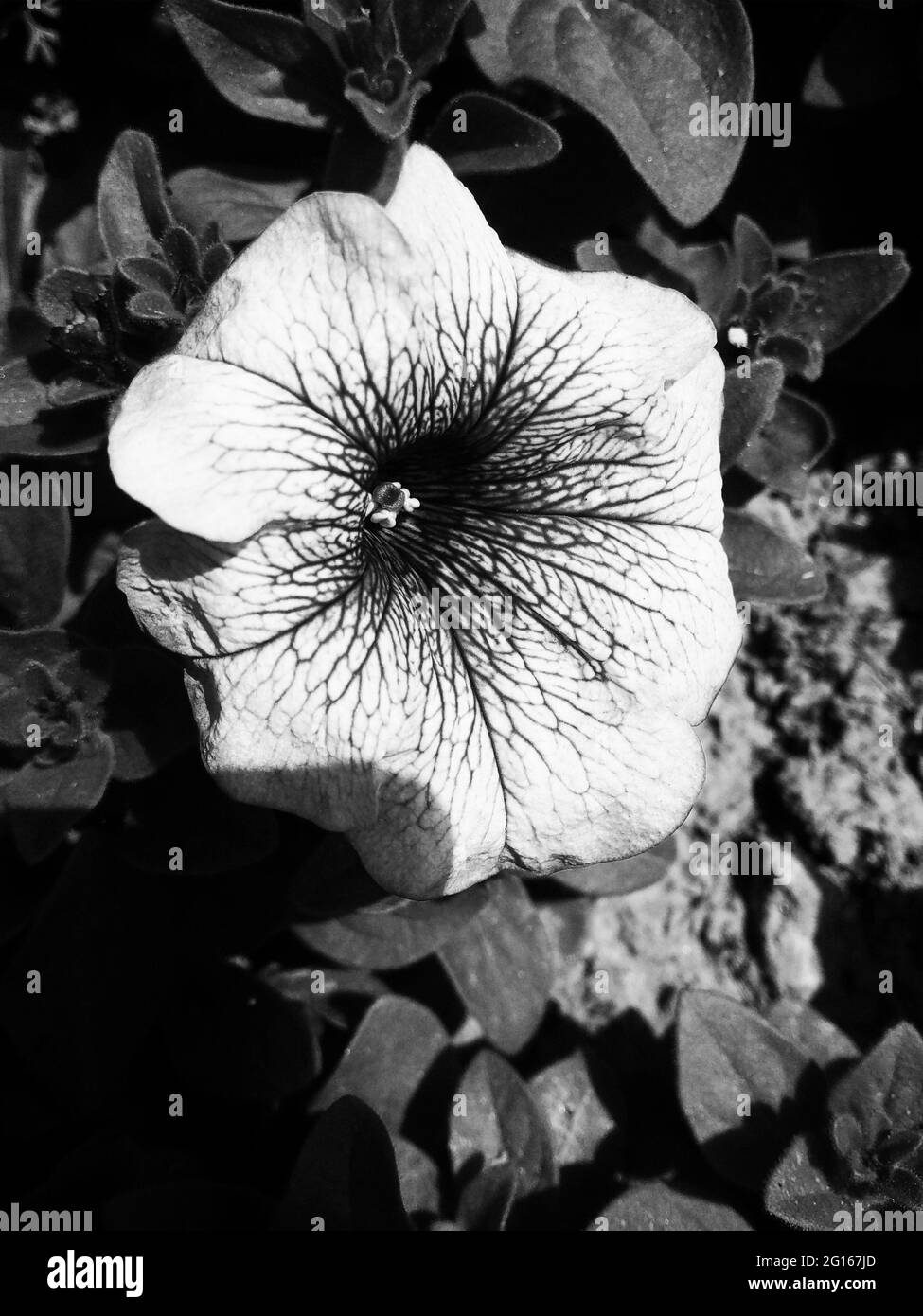 Blurred dry leaves on Black and White Stock Photos & Images - Alamy