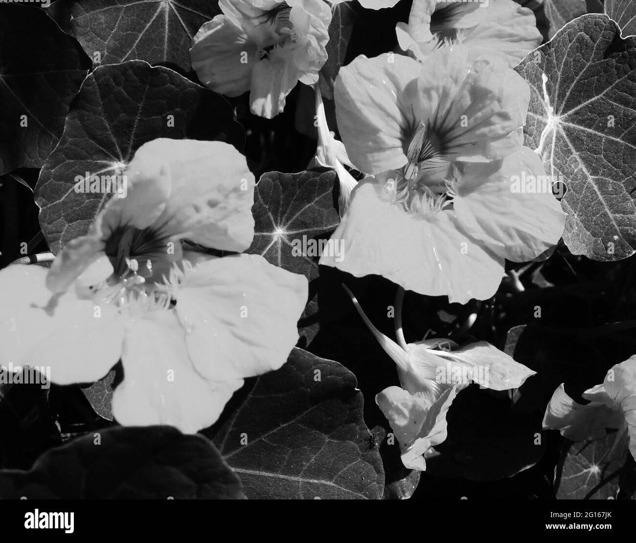 Green natural background out focus Black and White Stock Photos ...