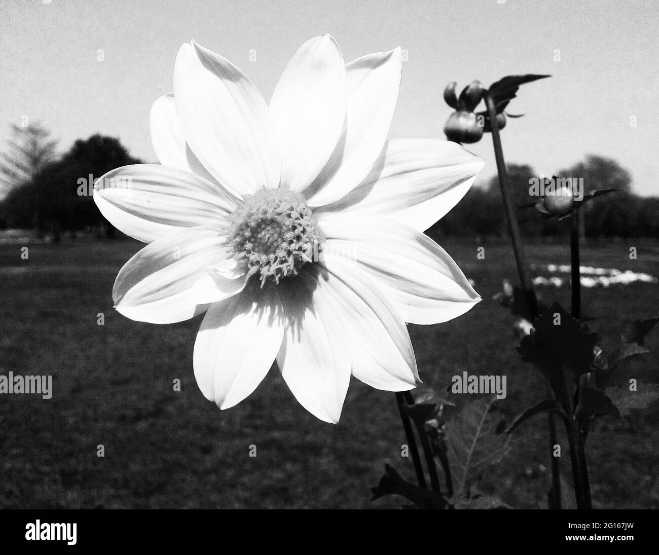 Blurred dry leaves on Black and White Stock Photos & Images - Alamy