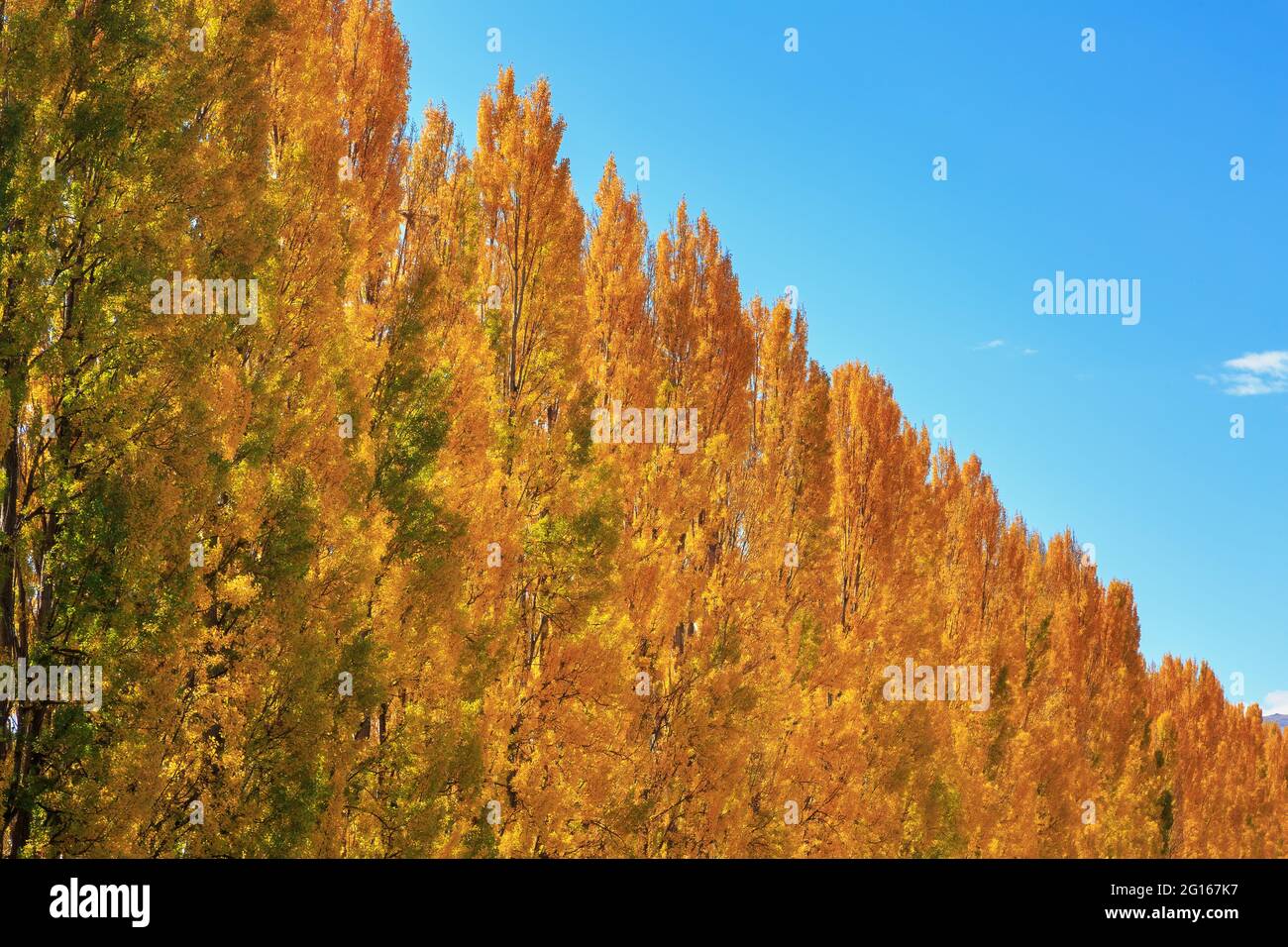 Poplars wood hi-res stock photography and images - Alamy