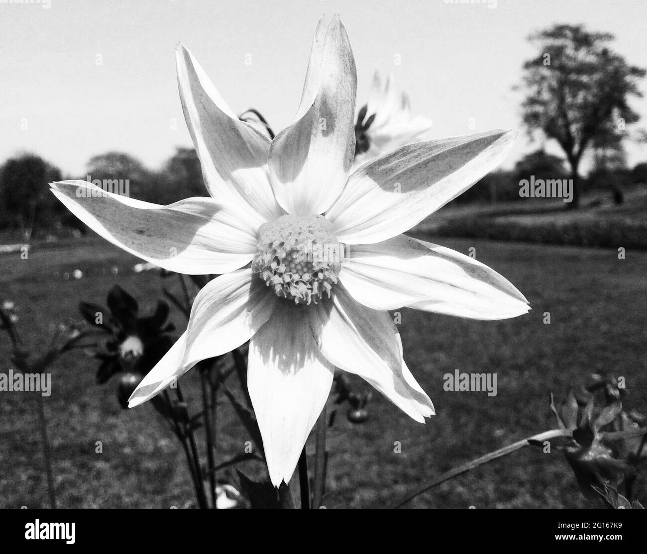 Green natural background out focus Black and White Stock Photos ...