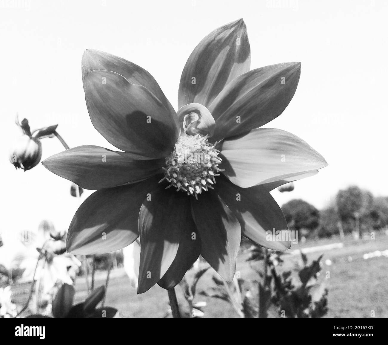 Green out focus background Black and White Stock Photos & Images - Alamy