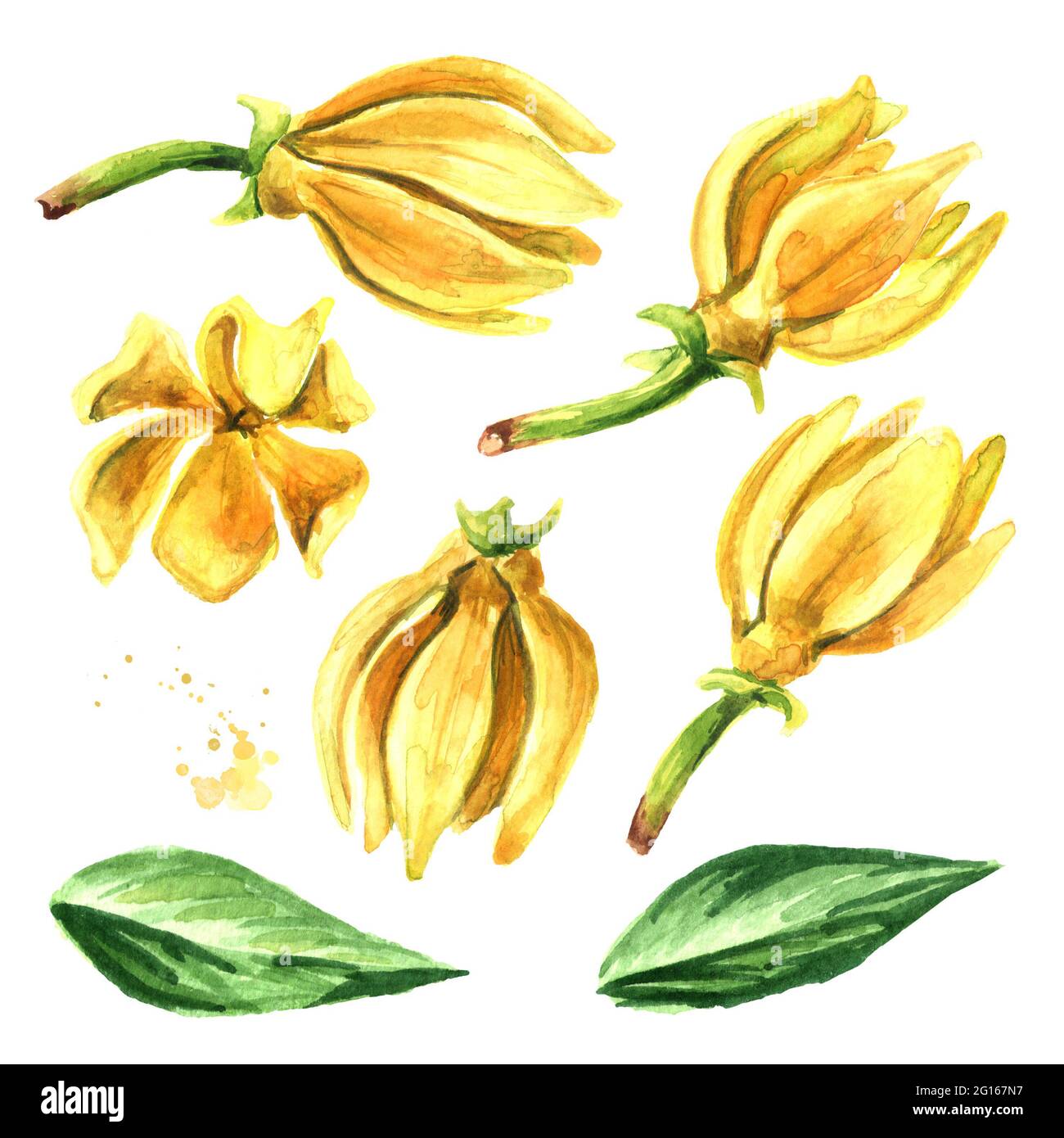 Cananga Odorata Drawing
