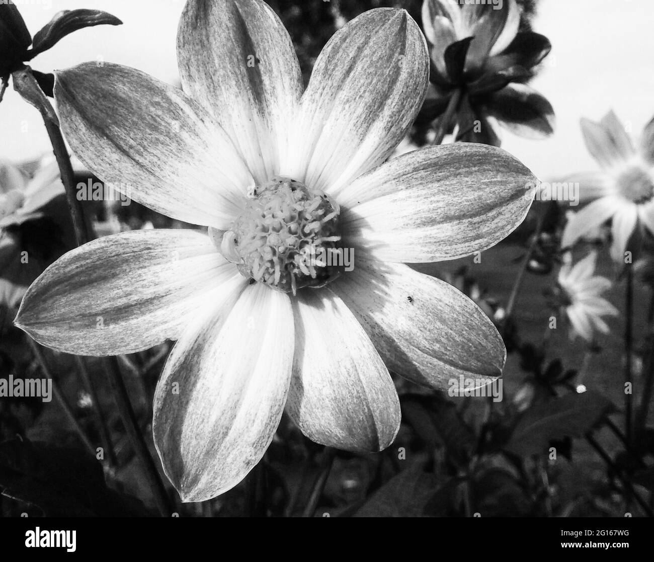 Green Leaves, Beautiful Flowers, Foliage and green Nature Isolated ...