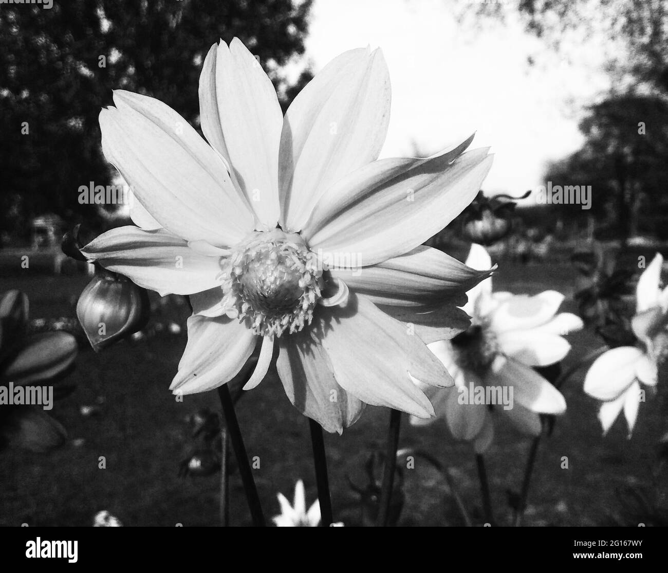 Green natural background out focus Black and White Stock Photos ...