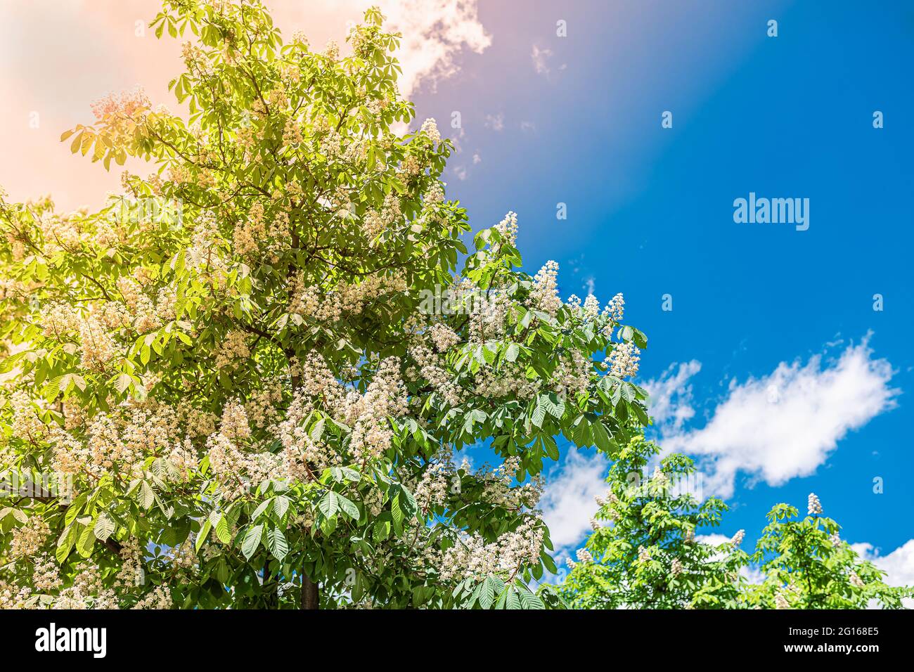 Blooming chestnut tree against the blue spring sky. Flare. The symbol ...