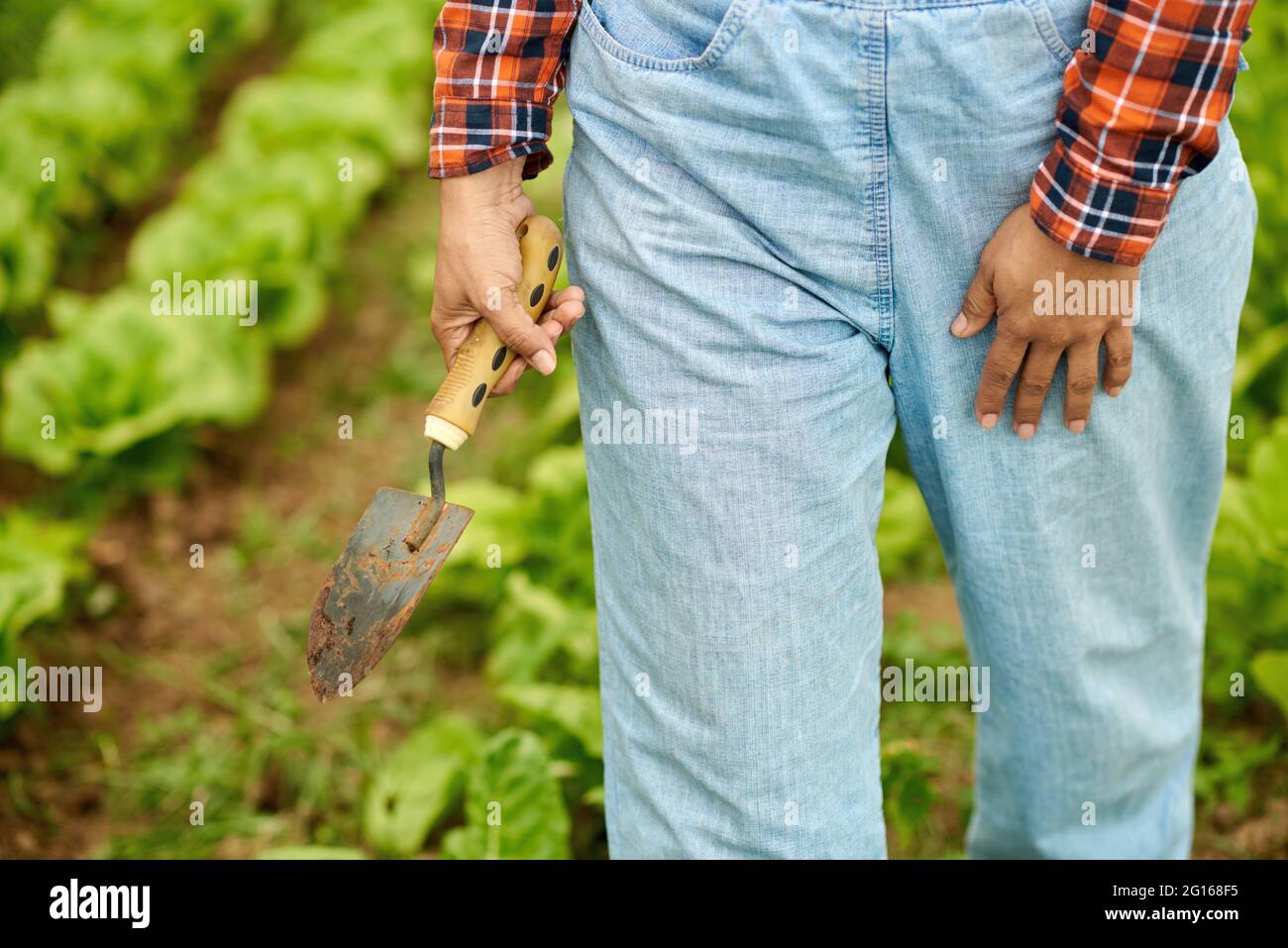 Faceless grower hi-res stock photography and images - Alamy