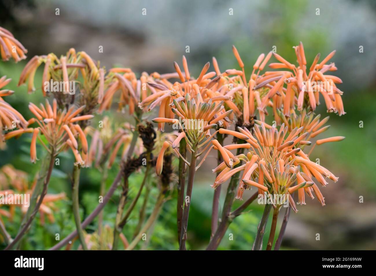 Aloe vera in bloom hi-res stock photography and images - Alamy