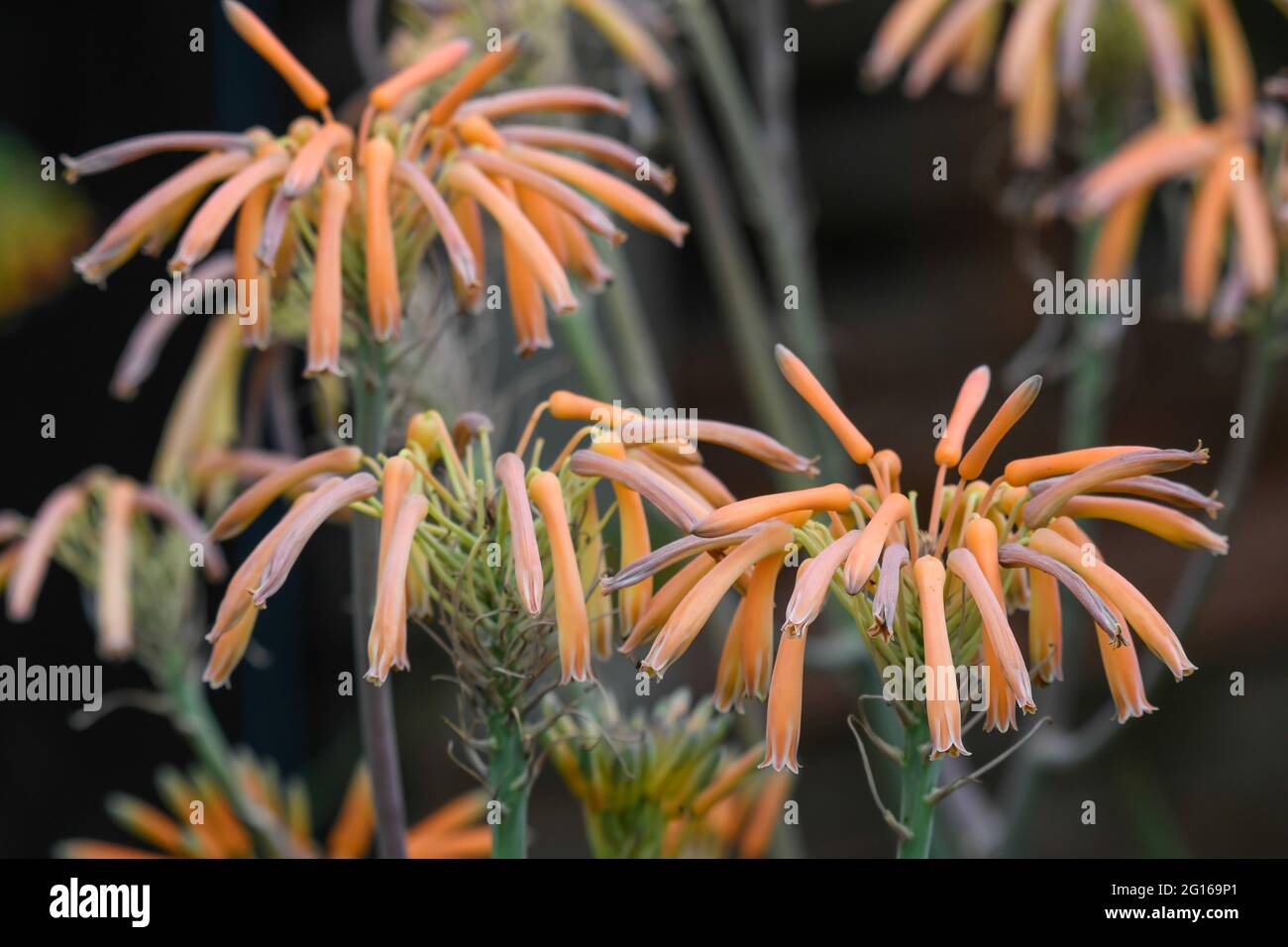 Aloe vera in bloom hi-res stock photography and images - Alamy