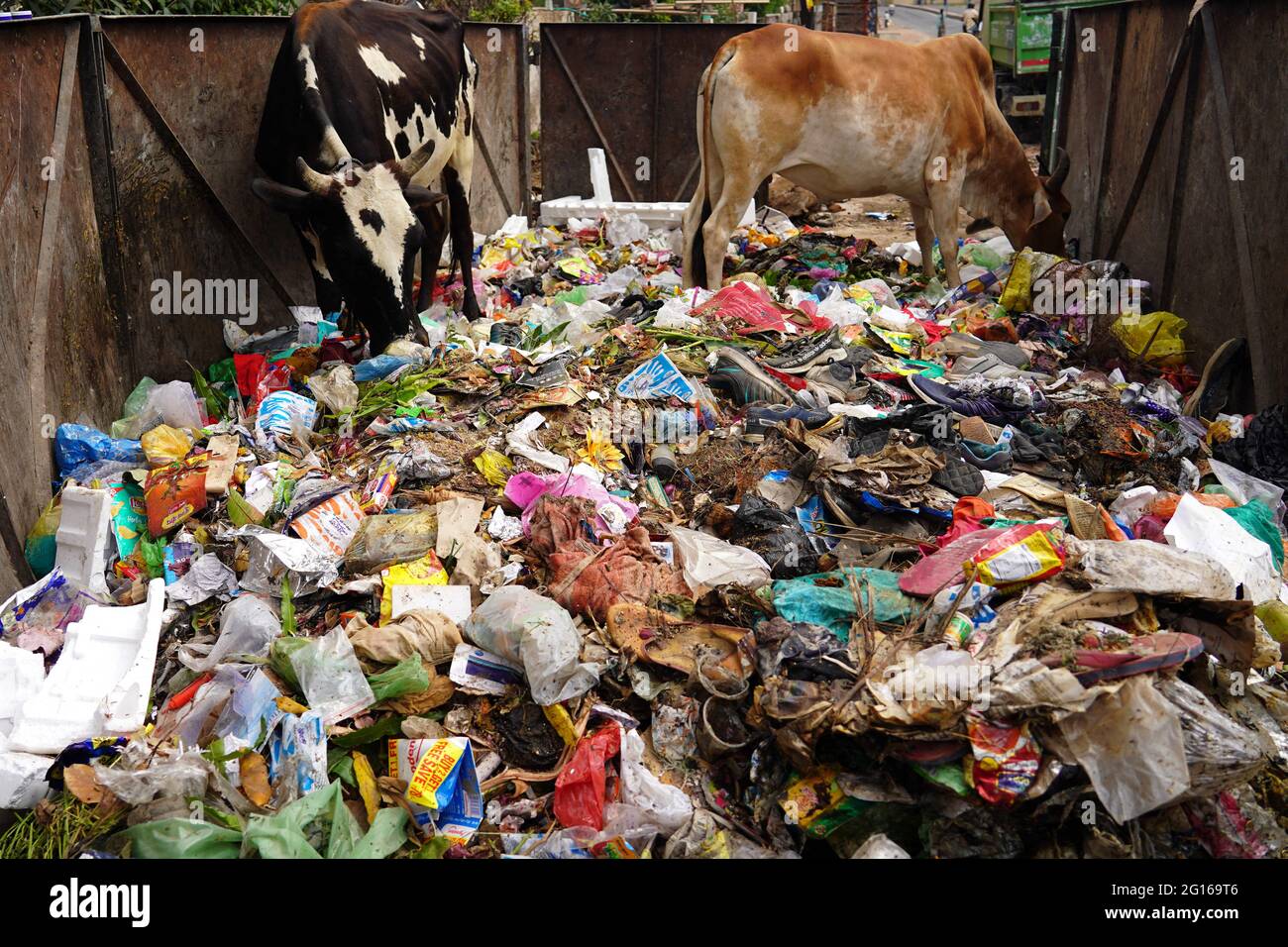 Rajasthan, India. 05th June, 2021. A cow eats plastic at a garbage dump ...