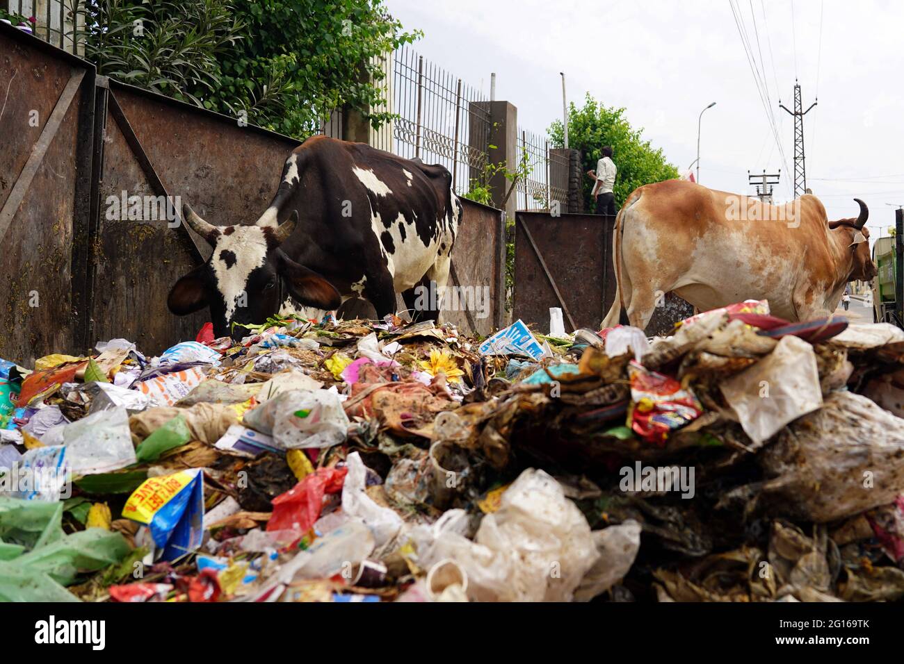 Rajasthan, India. 05th June, 2021. A cow eats plastic at a garbage dump ...