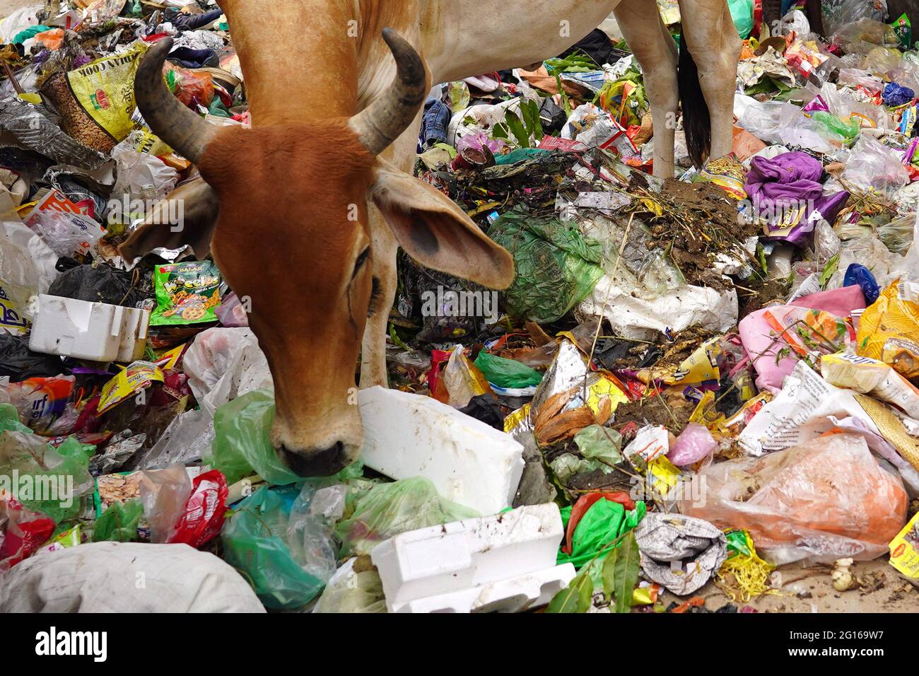 Rajasthan, India. 05th June, 2021. A cow eats plastic at a garbage dump ...