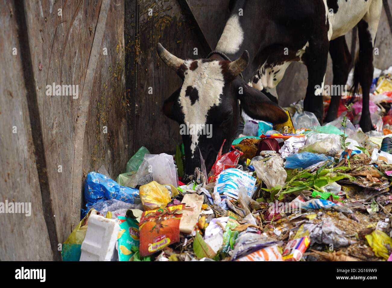 Rajasthan, India. 05th June, 2021. A cow eats plastic at a garbage dump ...