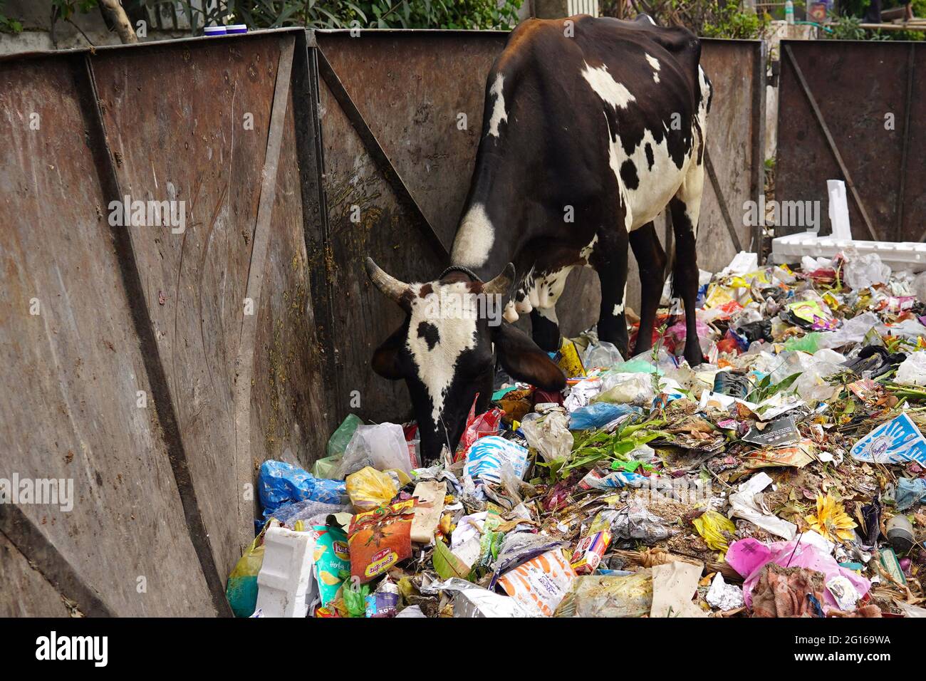 Rajasthan, India. 05th June, 2021. A cow eats plastic at a garbage dump ...