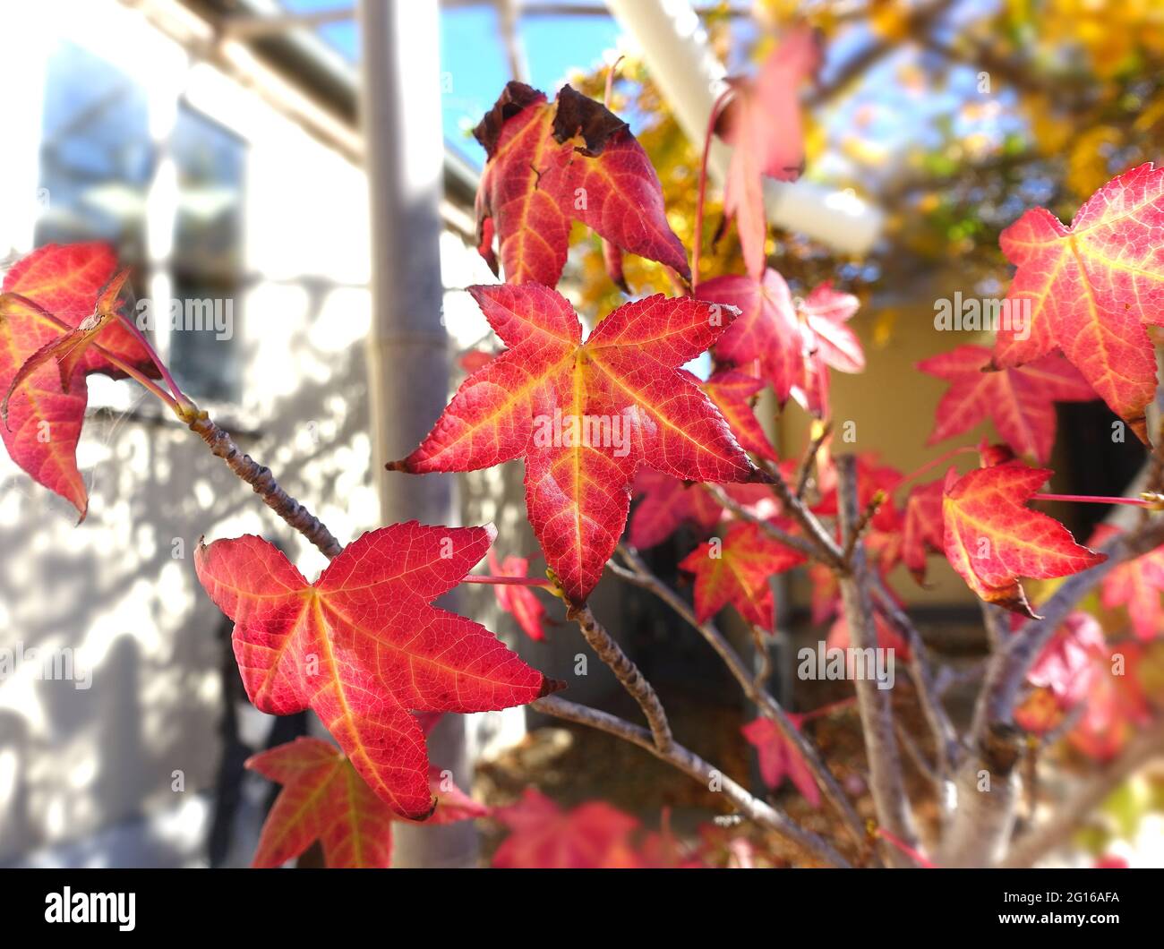 maple leaf turning red in autumn Stock Photo - Alamy