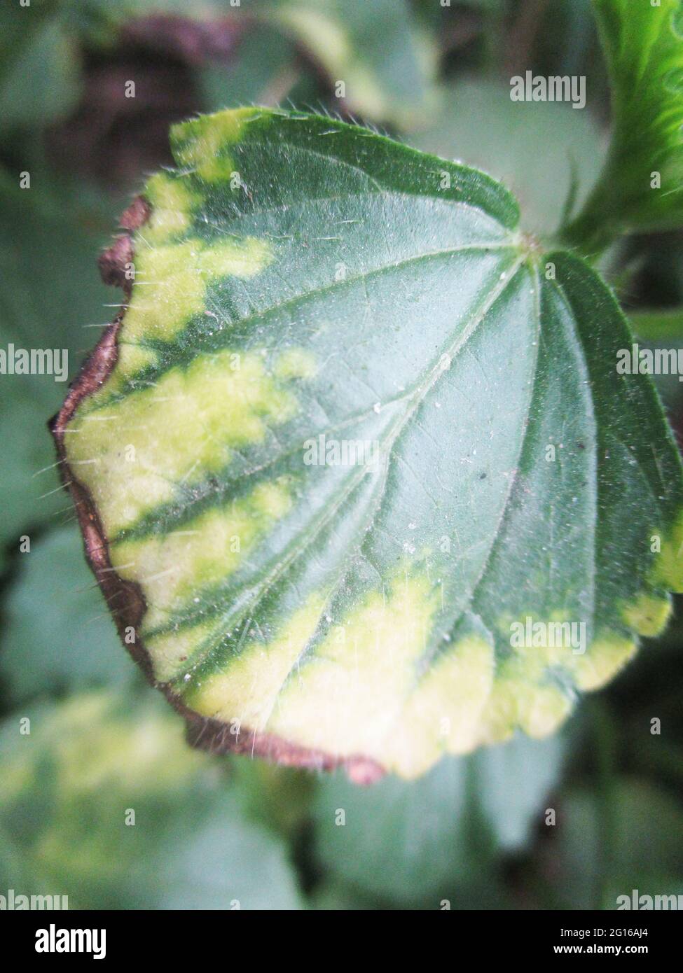 Green Leaves, Beautiful Flowers, Foliage and green Nature Isolated ...