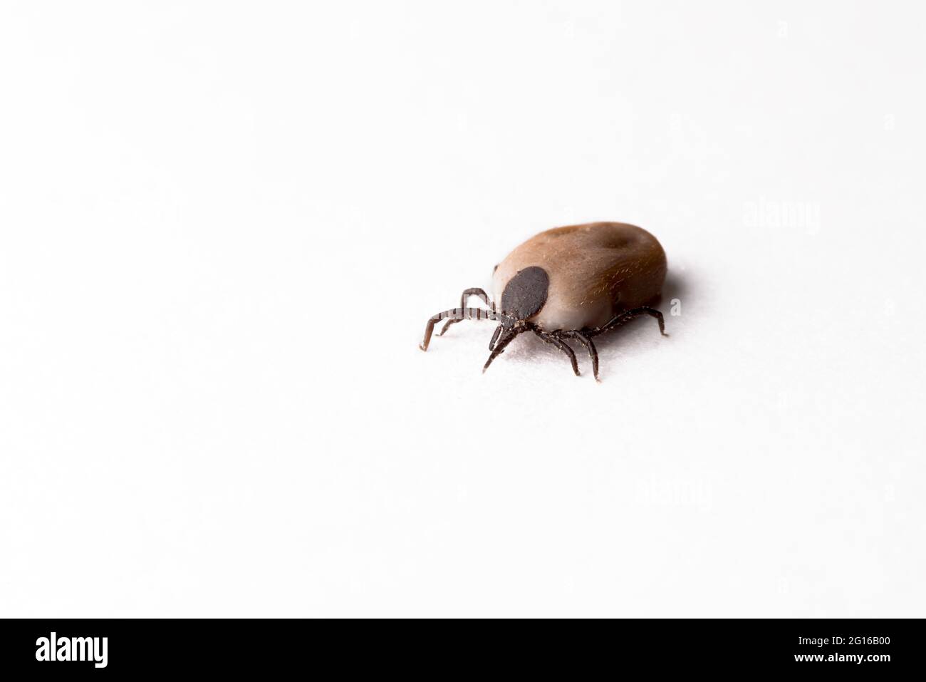 Tick insect isolated on the white background. The parasite full of ...