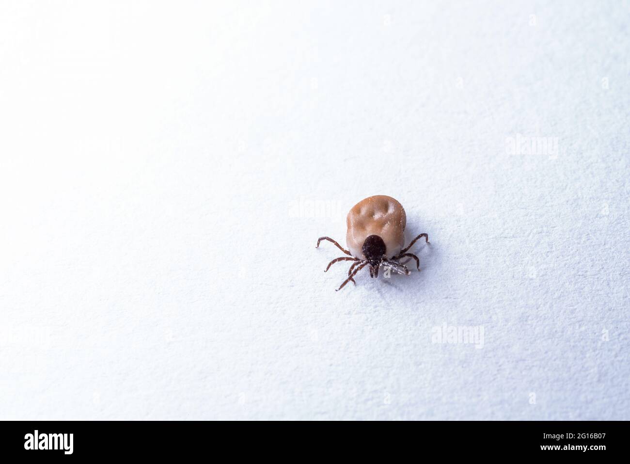 Tick insect isolated on the white background. The parasite full of ...