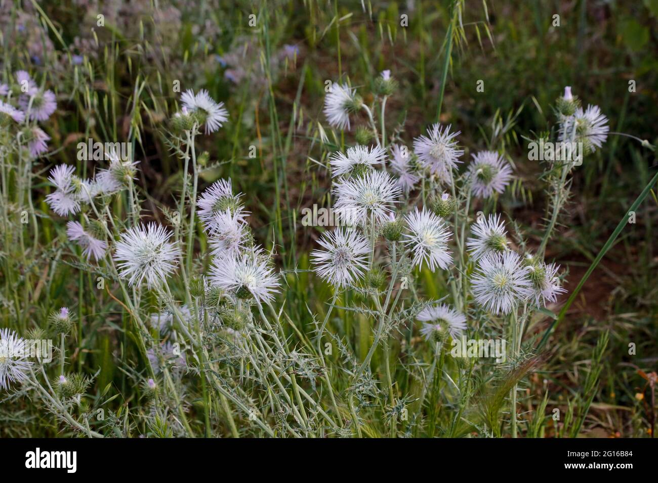 Dianthus acicularis hi-res stock photography and images - Alamy