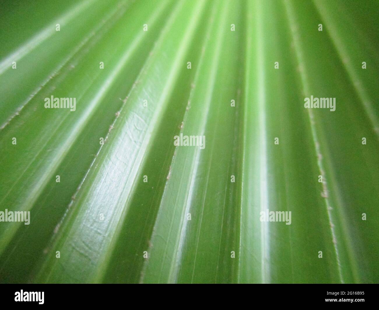 Green Leaves, Beautiful Flowers, Foliage and green Nature Isolated ...