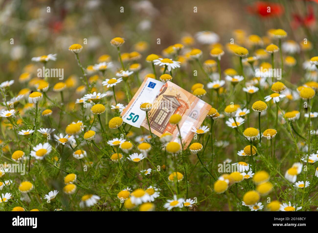 50 euro banknote among daisy flowers has indicate life Stock Photo - Alamy