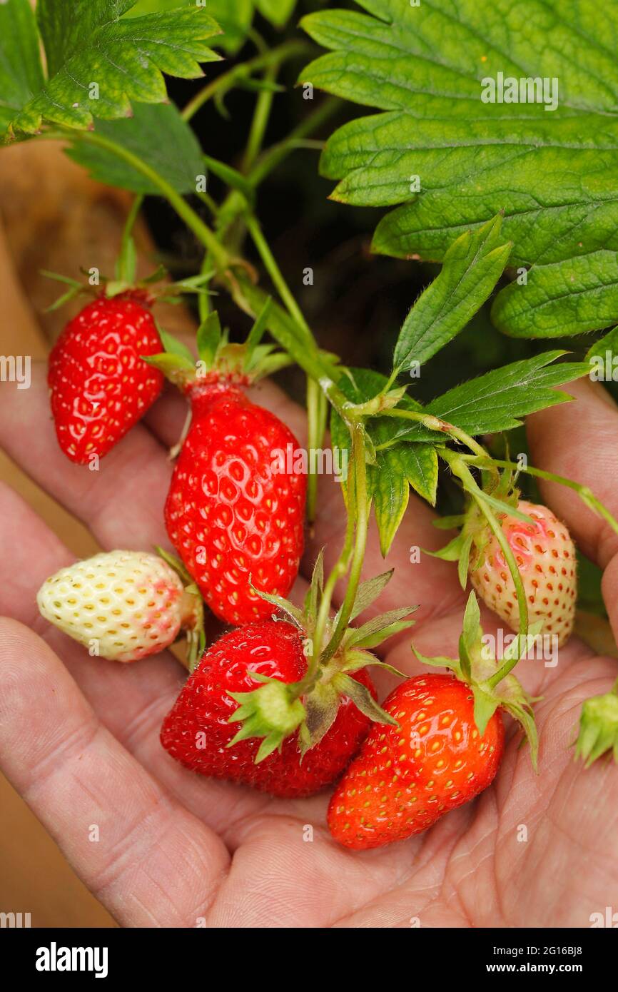 Hand picking strawberries hi-res stock photography and images - Alamy