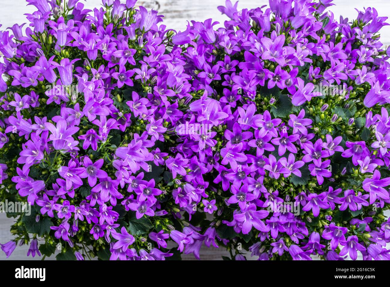 Spring flowers background Stock Photo - Alamy
