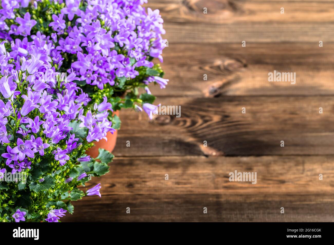Spring flowers frame on wooden background Stock Photo - Alamy
