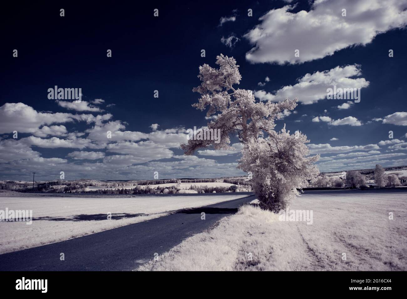 Infrared landscape with glowing white vegetation using 720nm filter ...