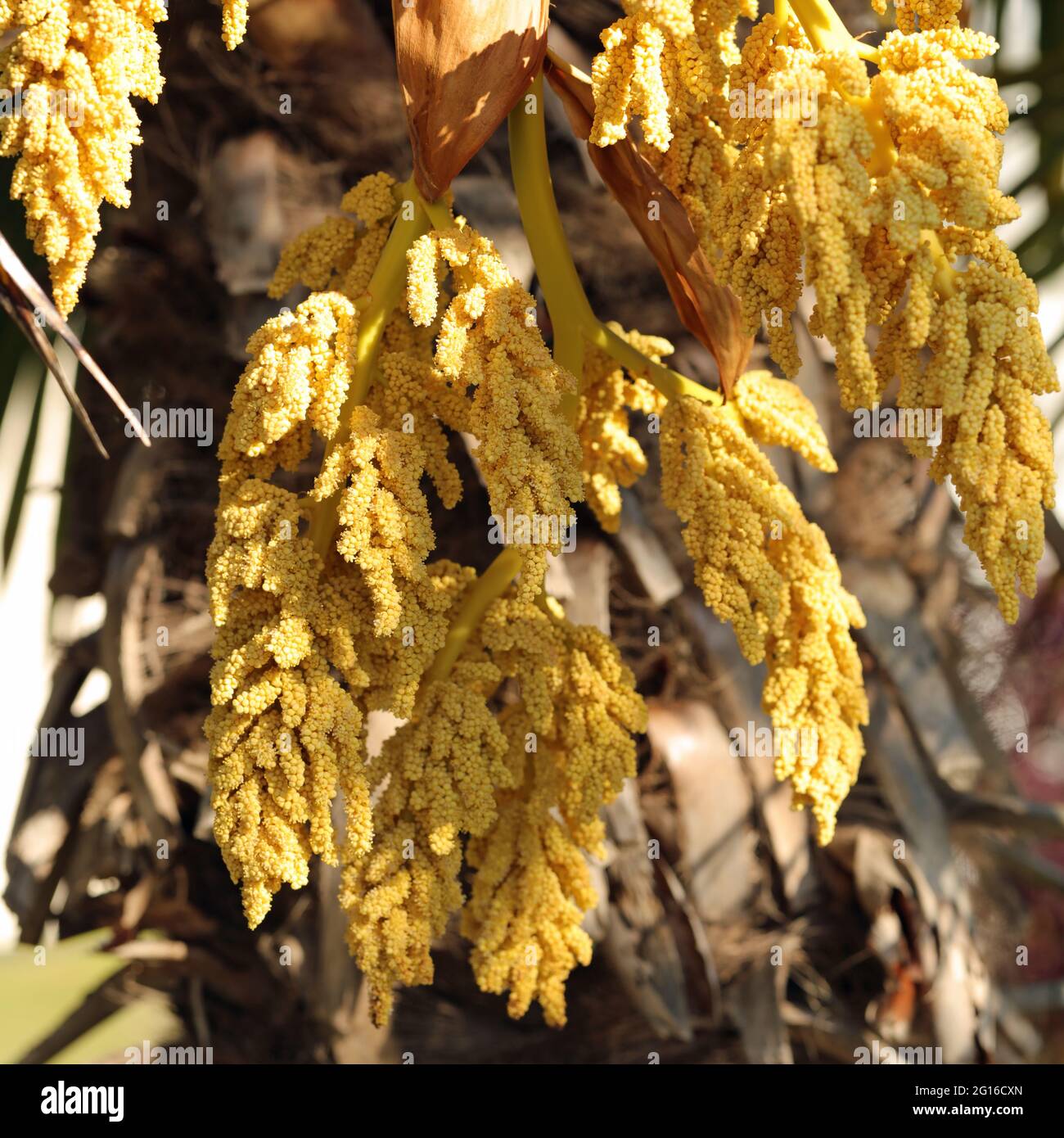 Yellow flowers of palm tree seen in the UK in June Stock Photo - Alamy