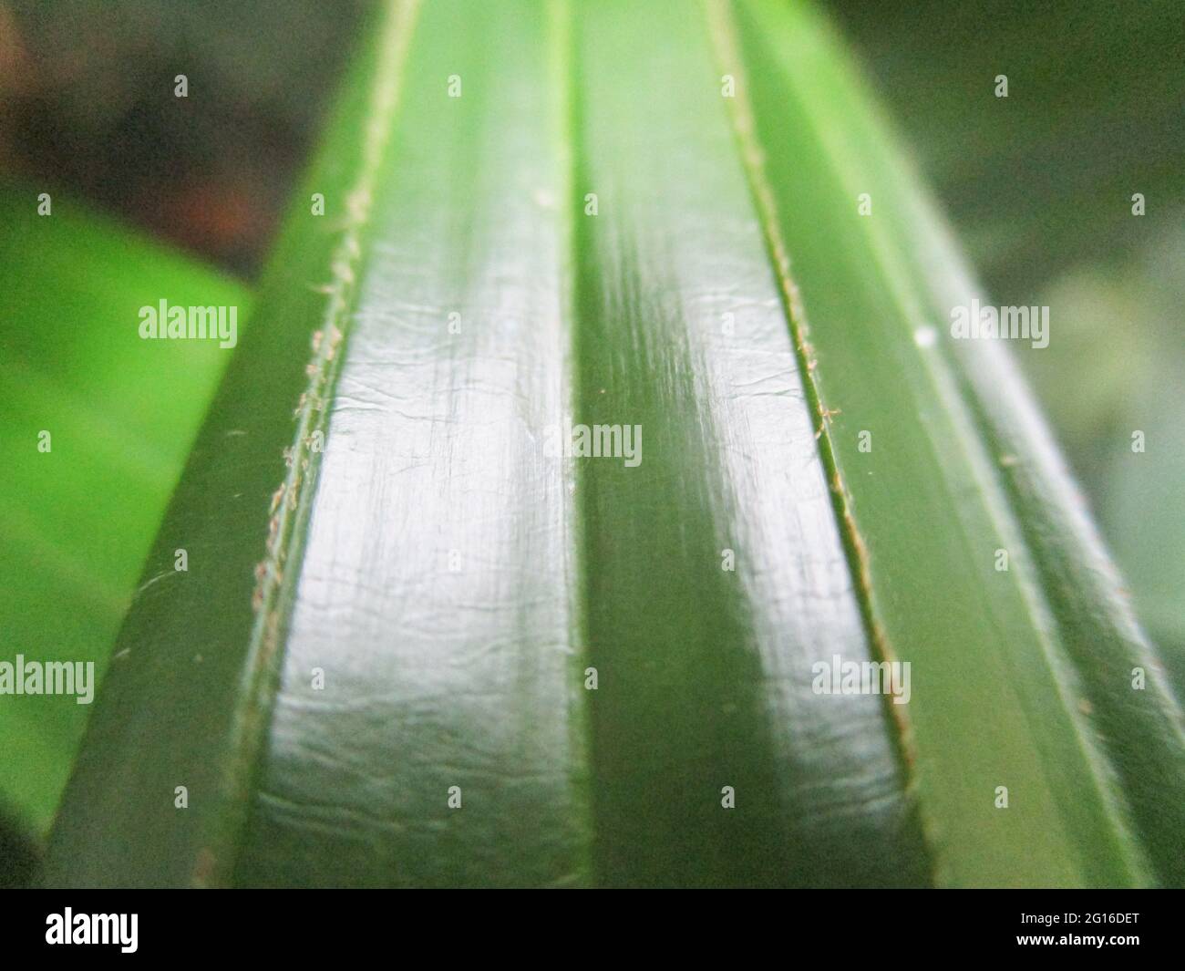 Green Leaves, Beautiful Flowers, Foliage and green Nature Isolated ...