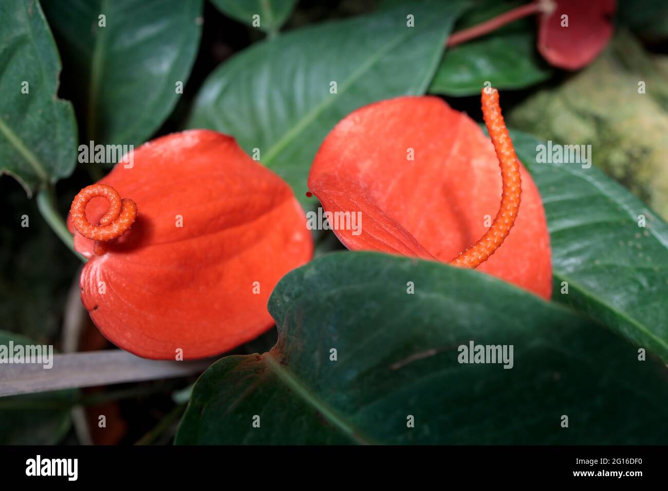 Anthurium scherzerianum, the flamingo flower or pigtail plant, is a ...