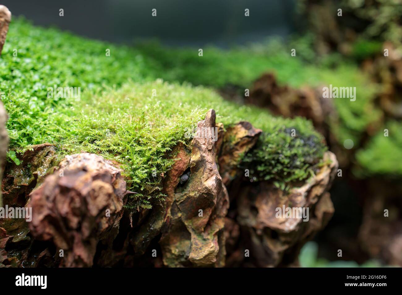 Eleocharis Parvula Mini