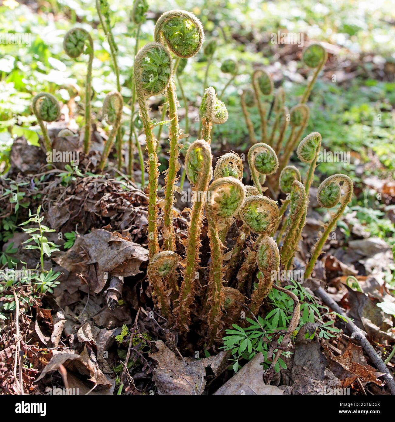 Pteridium aquilinum, also known as eagle fern, is a species of fern ...