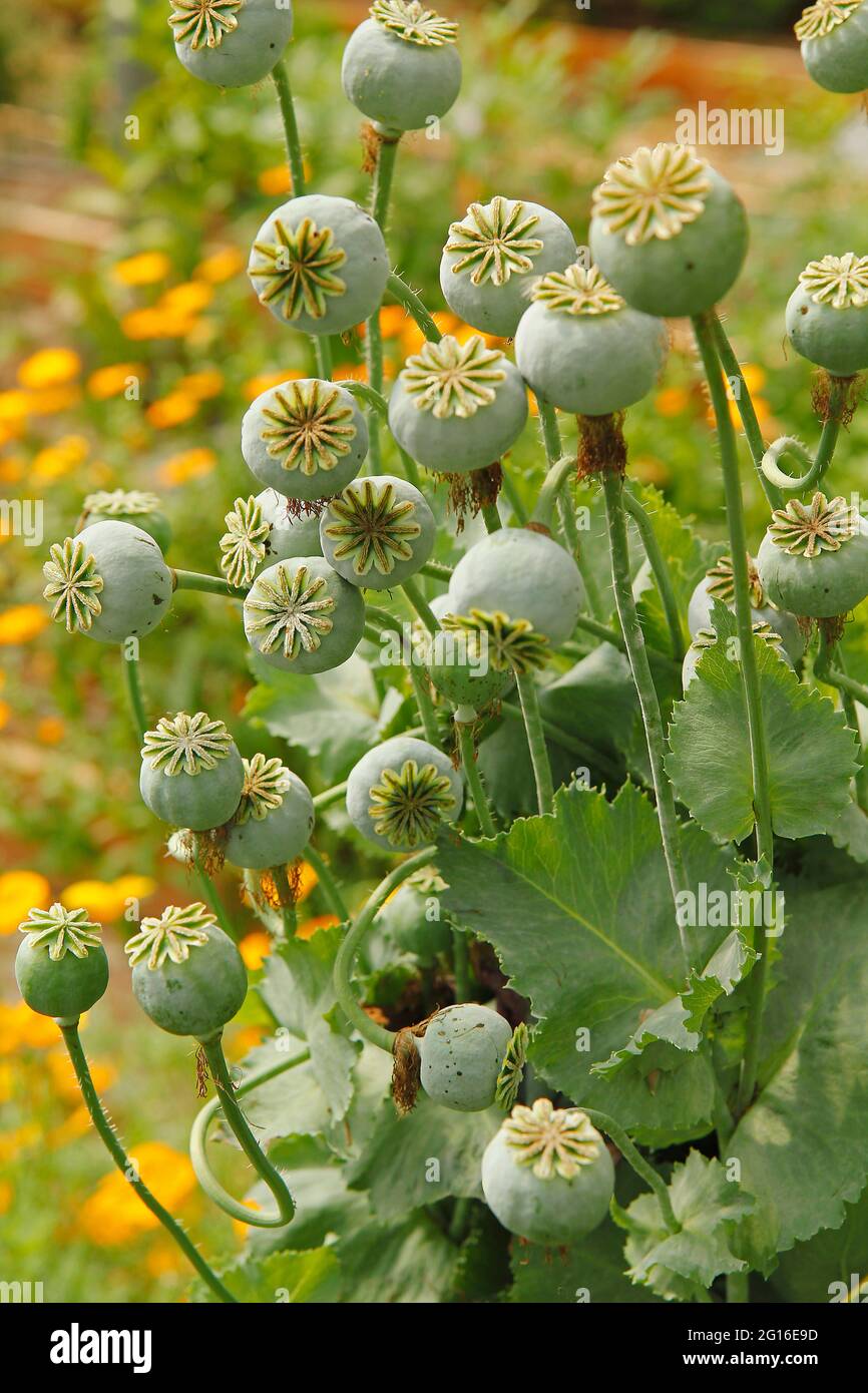 Opium poppy. Fruits of Papaver somniferum Stock Photo - Alamy