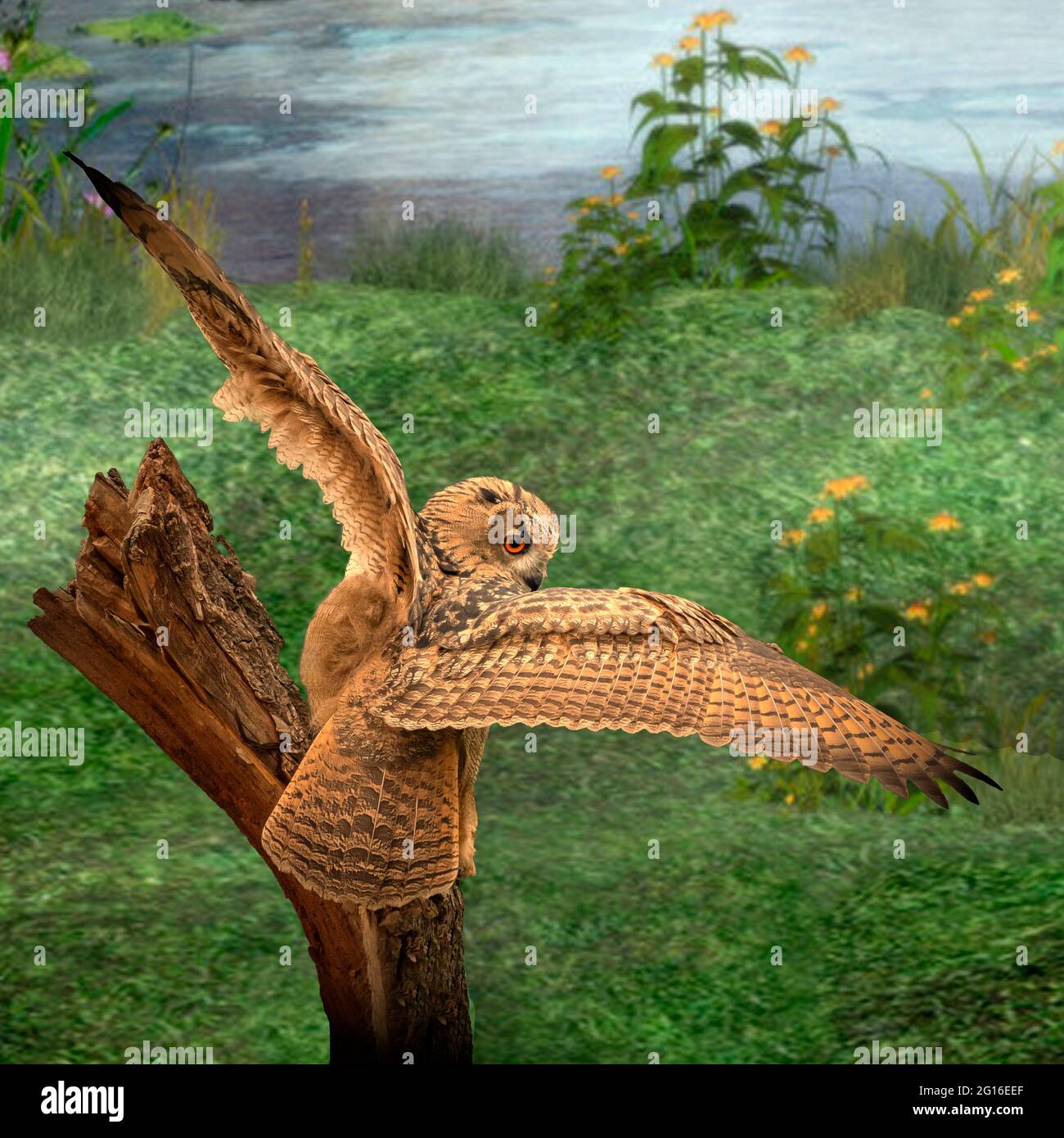 A detailed eagle owl lands with outspread wings on a tree stump. The ...