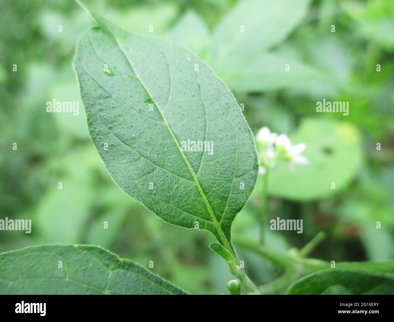 Green Leaves, Beautiful Flowers, Foliage and green Nature Isolated ...