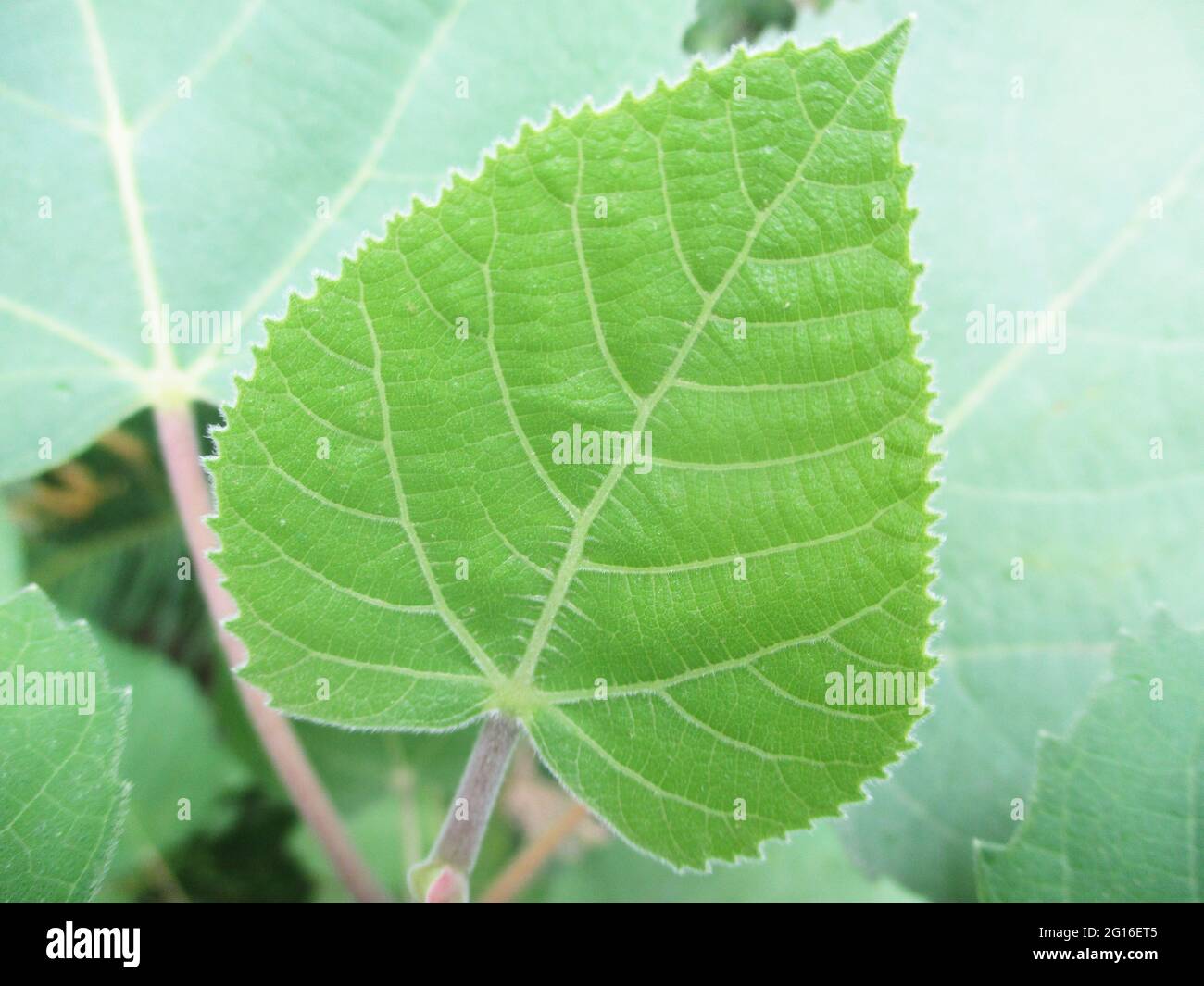 Green Leaves, Beautiful Flowers, Foliage and green Nature Isolated ...