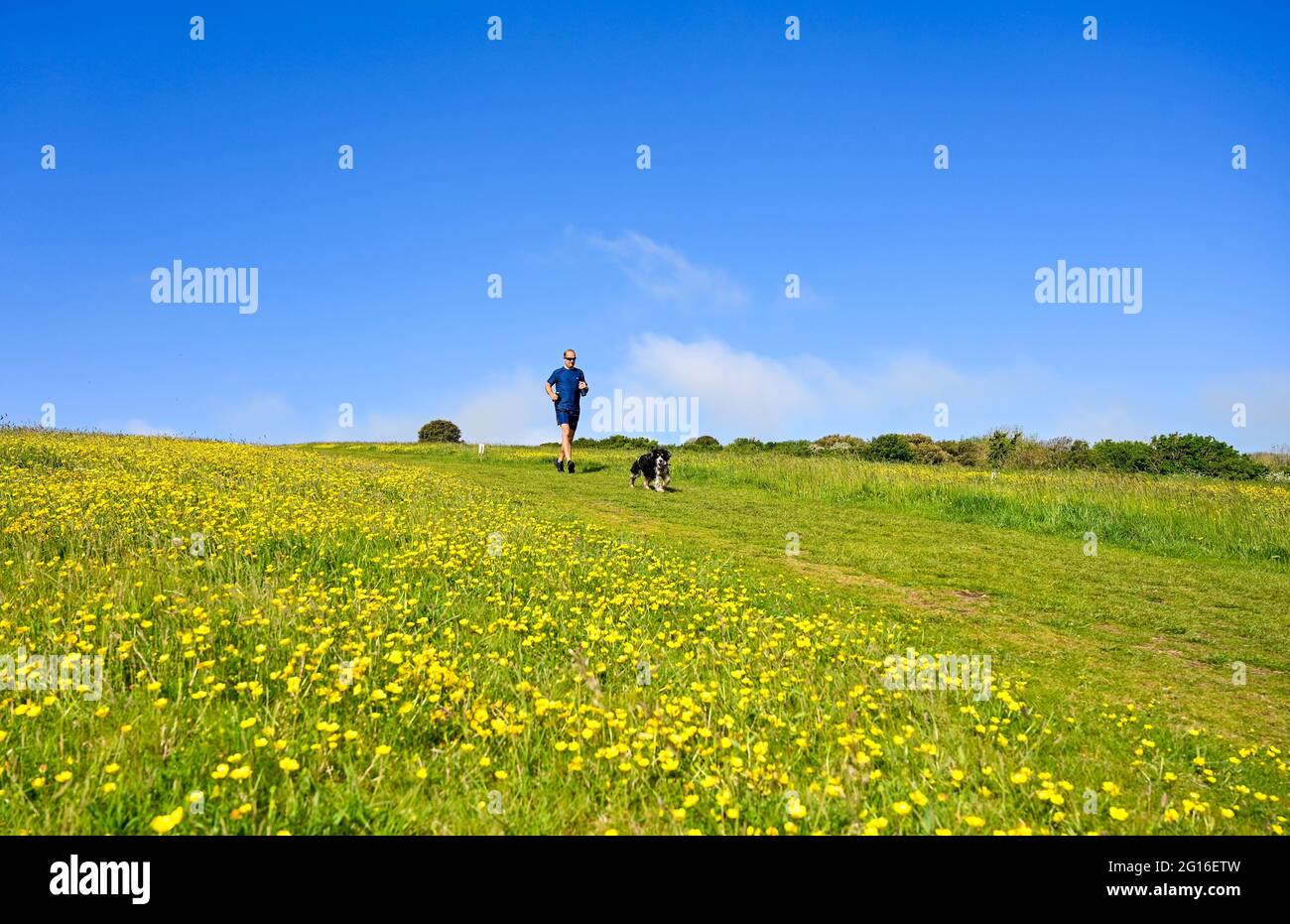 Dog buttercup hi-res stock photography and images - Alamy