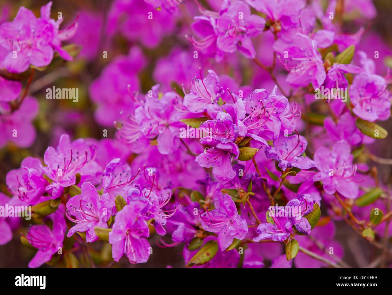 Rhododendron flower mountains hi-res stock photography and images - Alamy