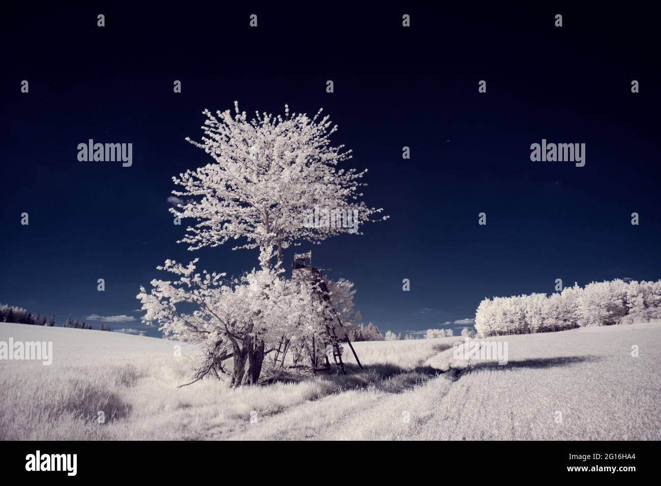 Infrared landscape with glowing white vegetation using 720nm filter ...