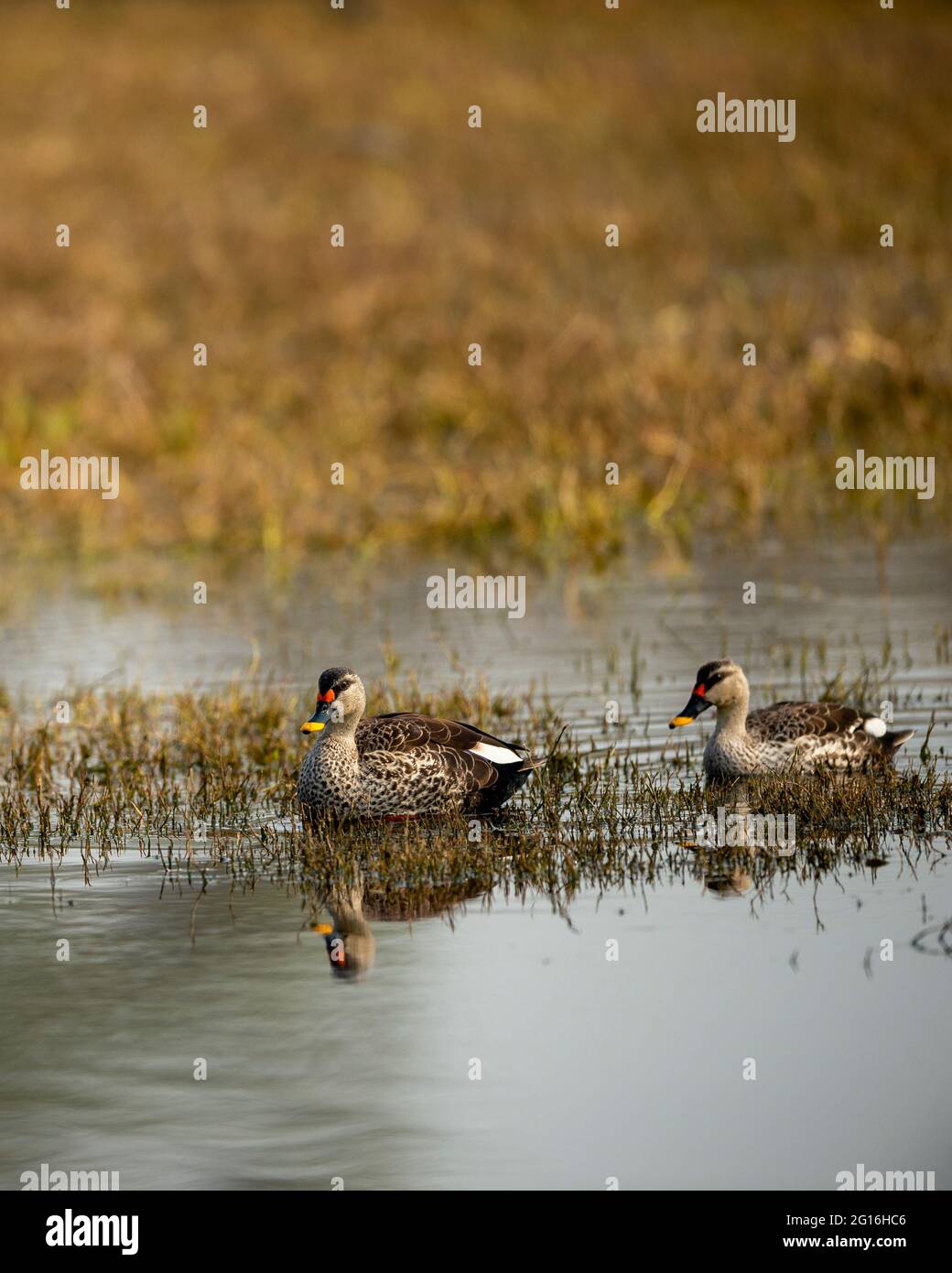 Indian spot billed duck hi-res stock photography and images - Alamy