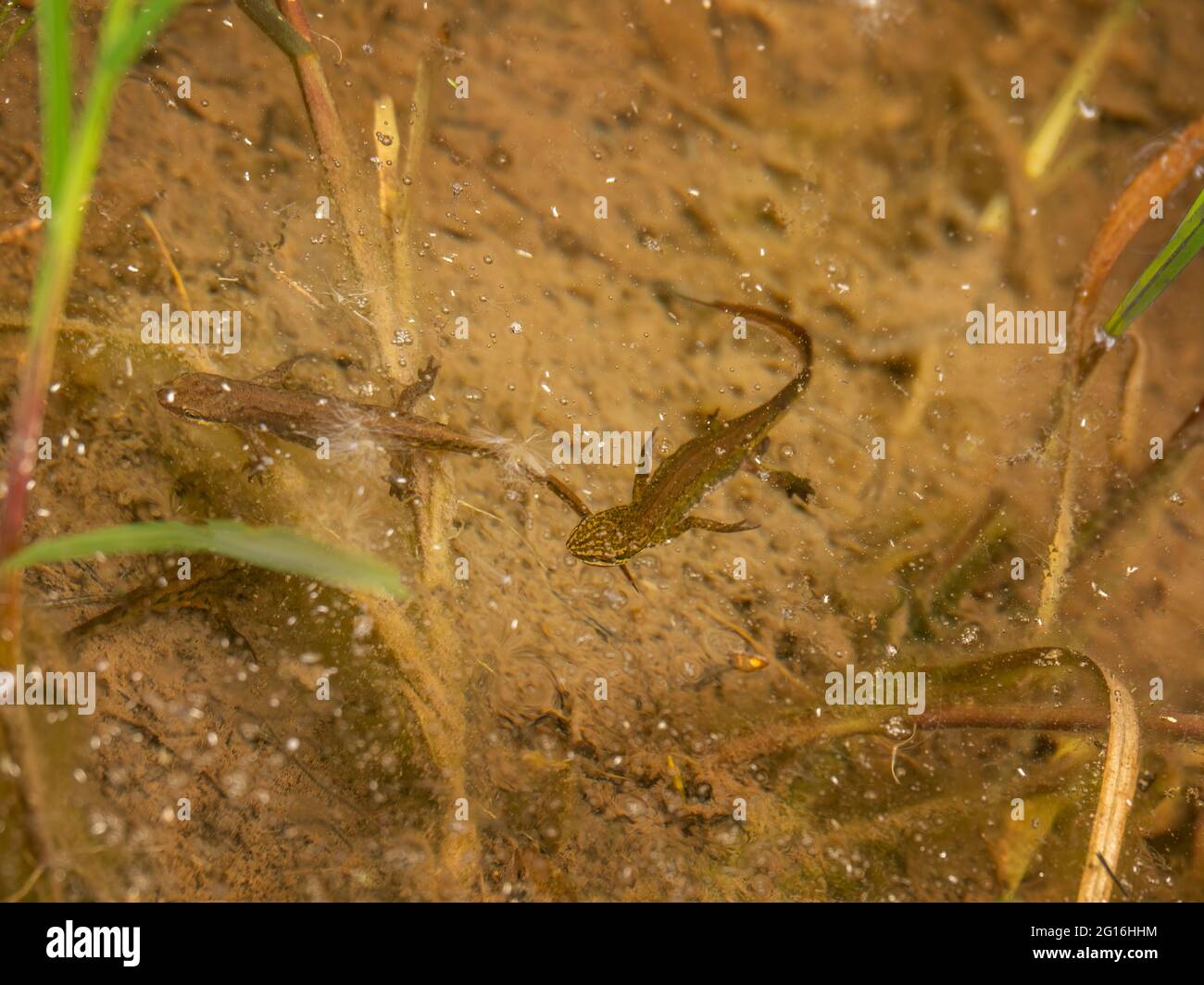 Smooth newts in pond water - Lissotriton vulgaris - formerly Triturus ...