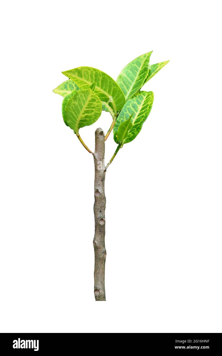 Codiaeum variegatum (garden croton or variegated croton) foliage with ...