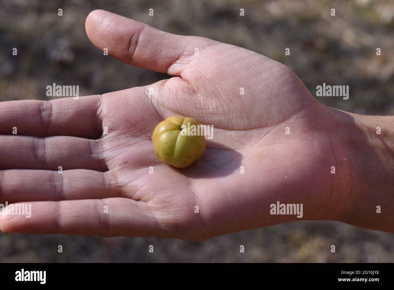 Indian gooseberry or amla in a woman hand Stock Photo - Alamy
