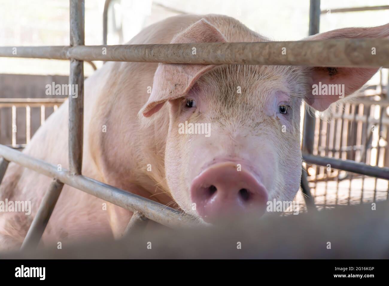 Fat farm animal hi-res stock photography and images - Alamy