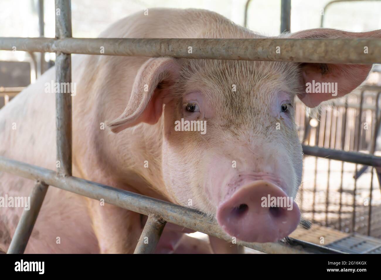 Selective breeding hi-res stock photography and images - Alamy