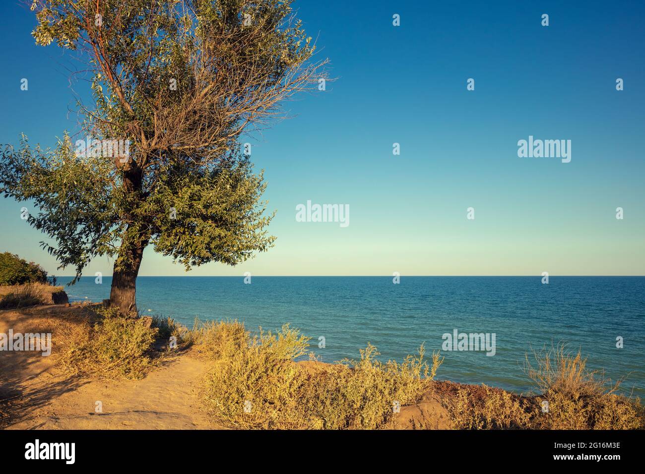 Tree tropical alone lonely hi-res stock photography and images - Alamy